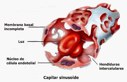 Estructura y función de los vasos sanguíneos
