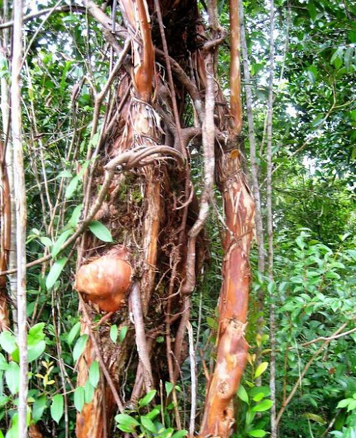 NOVIARLI'S MEDIA: Pelawan Wood (Tristania Abavata) & Fungus