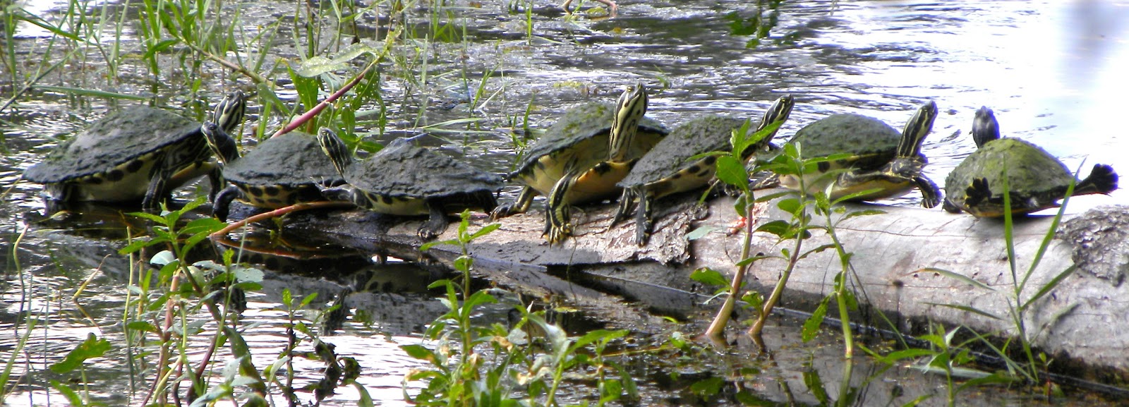 Kuhl Photo Art: Herd of Turtles