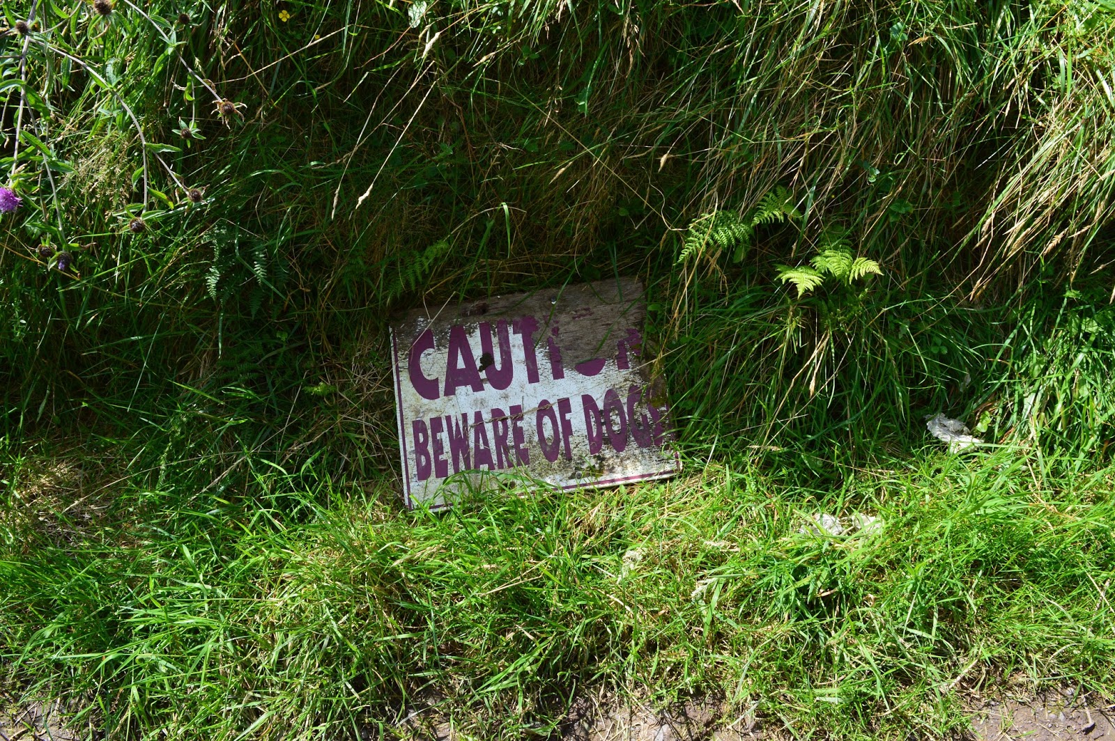 Stranger Feet: part iv: to Dingle (alternate title: poop)