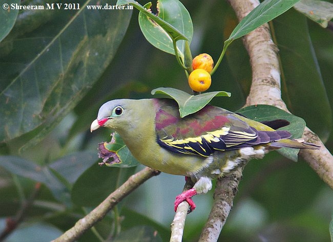 Jenis Jenis Burung Punai dan Keunikanya - Dunia Burung