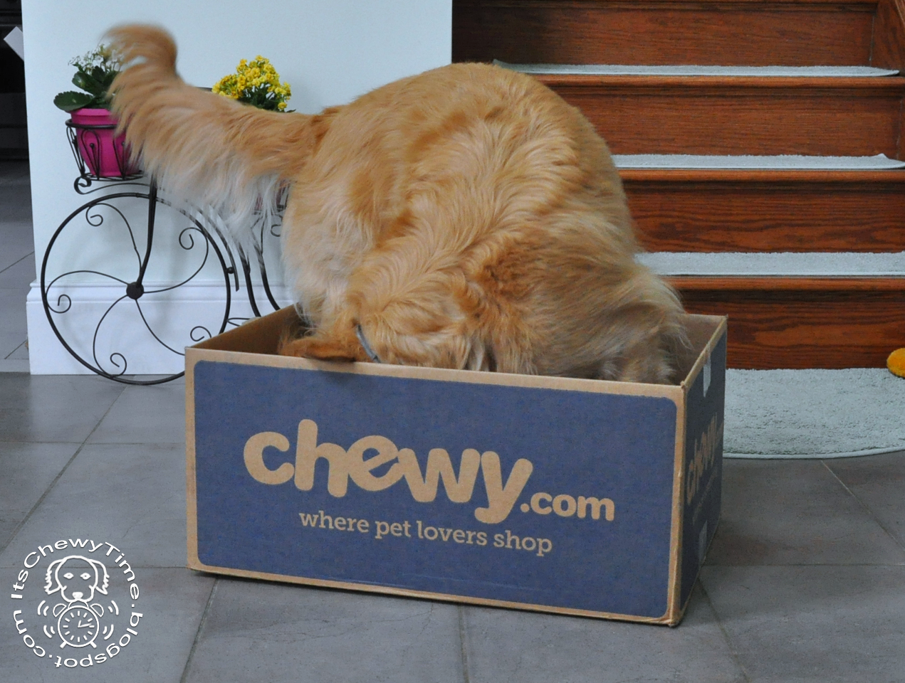 Chewy Dog Boxes at Evie Beirne blog