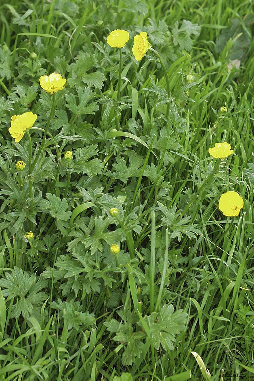 Las flores silvestres de Hormaza: Ranunculus bulbosus