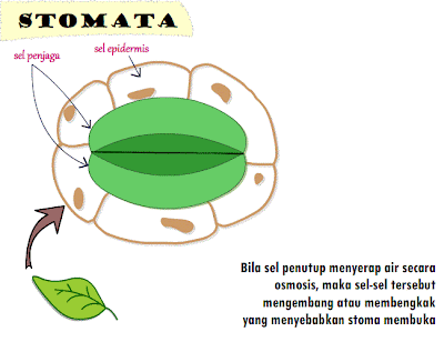 STOMATA