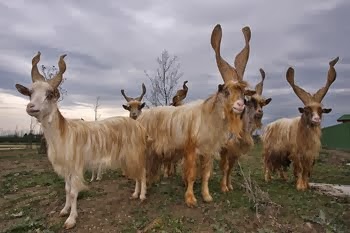 TUTTO FORMAGGI: MASIA CAL SANTAMARIA - Spagna - Barcelona