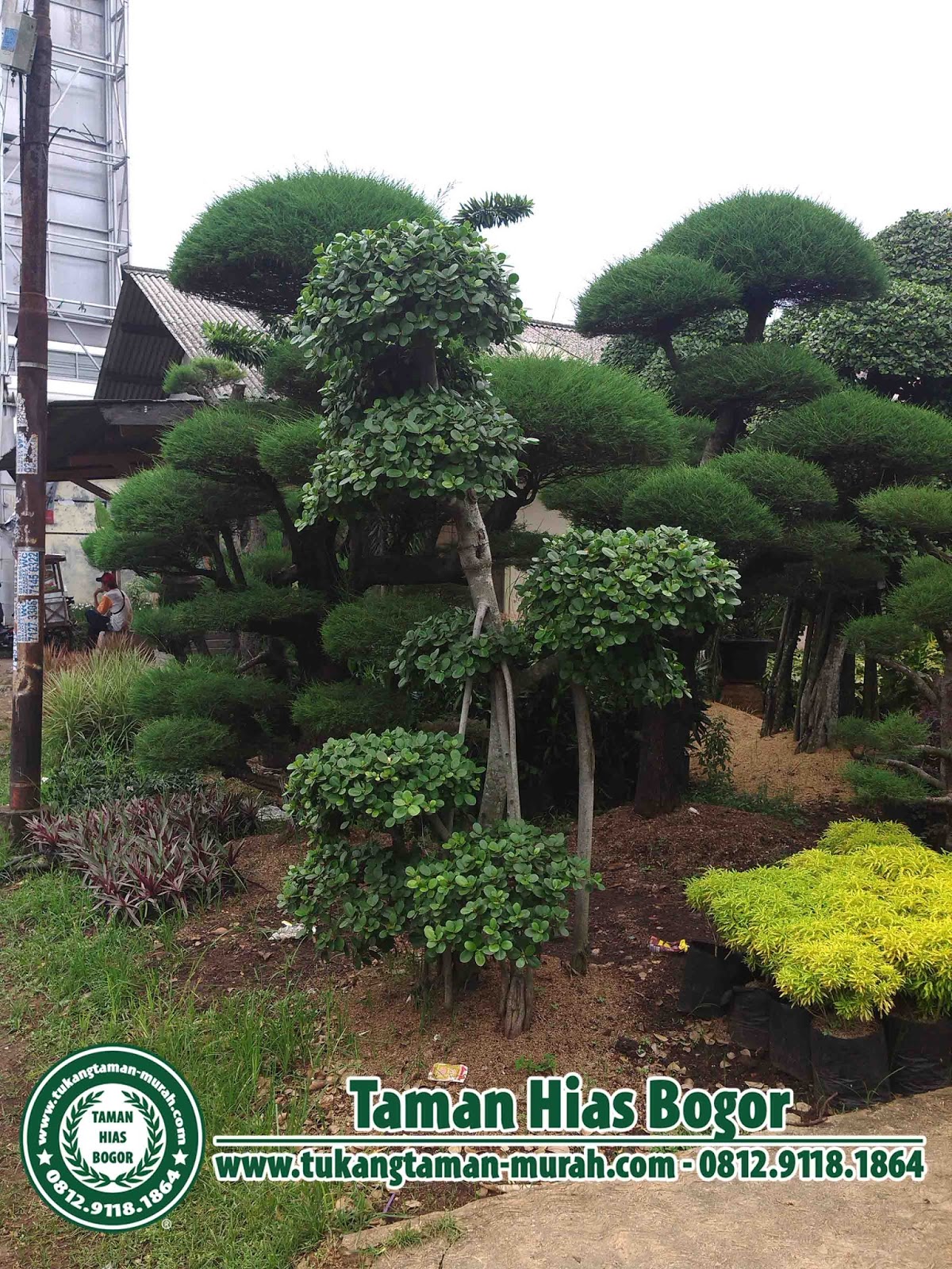 Bonsai Melati Cina | Aneka Ragam Bentuk Bonsai