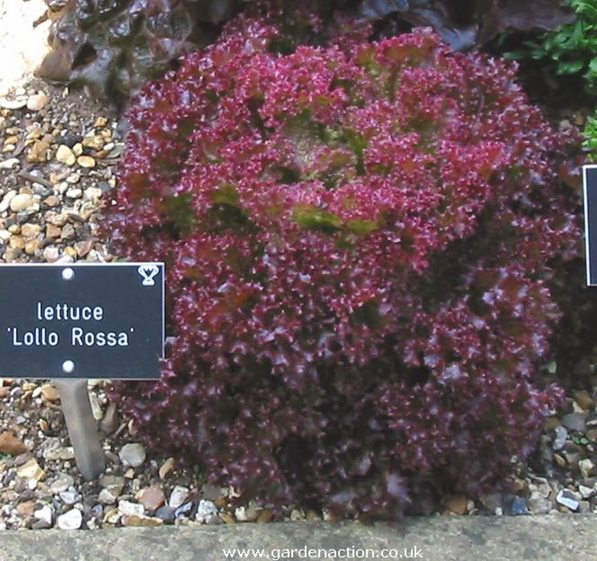 Seminte si plante de gradina hobby: Salata Lollo Rossa