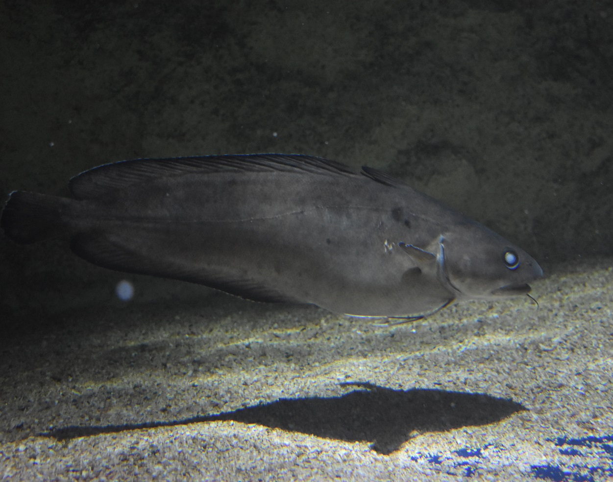 ZOOTOGRAFIANDO (6.100 ANIMALS): BRÓTOLA DE ROCA / FORKBEARD (Phycis phycis)