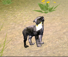 Jenny7's Art Blog: WolfQuest Zombie Pup