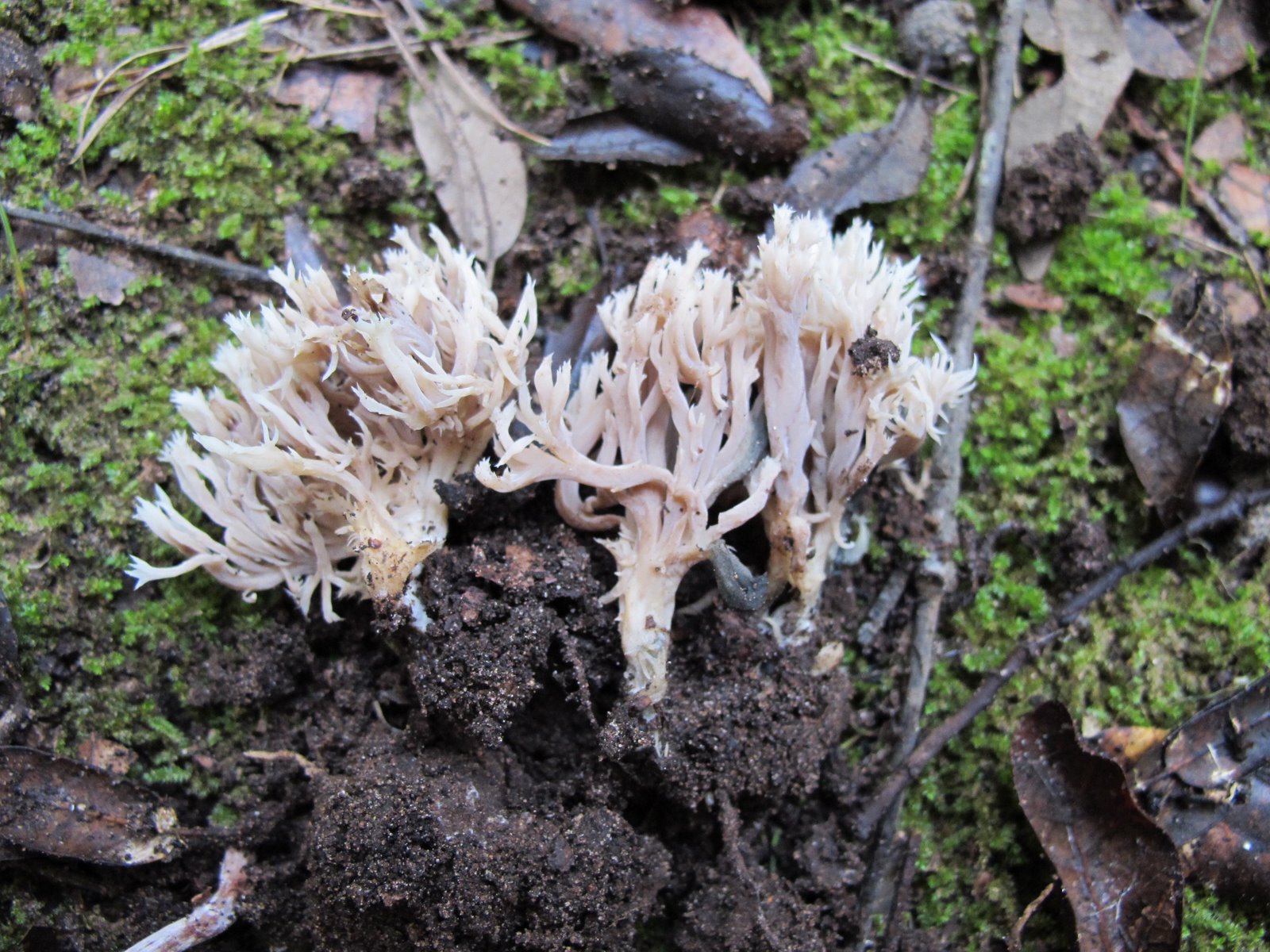 a FUNGHI nel SALENTO e... anche altrove: Clavulina cristata (Holmsk.) J ...