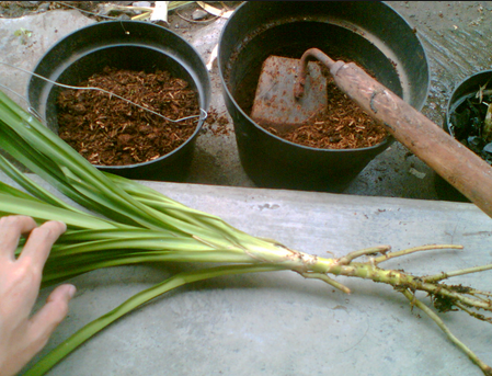 Cara Menanam Bunga di Pot Dengan Baik dan Benar by. CaraMenanam.Com