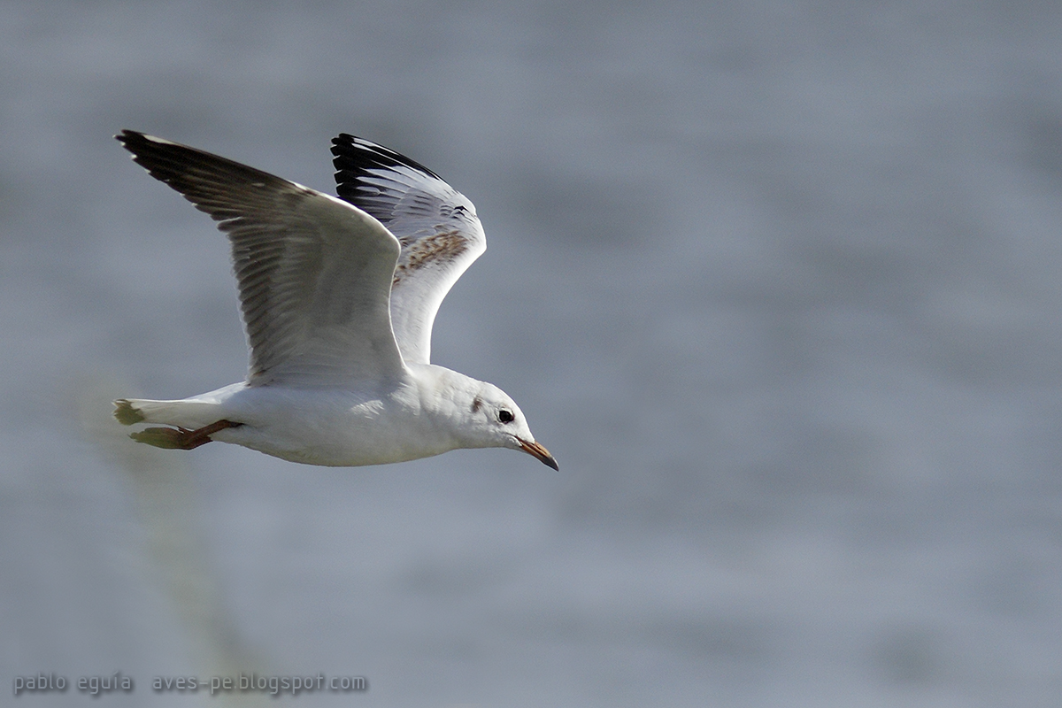 mis fotos de aves: Larus maculipennis Gaviota Capucho Café Brown-hooded ...