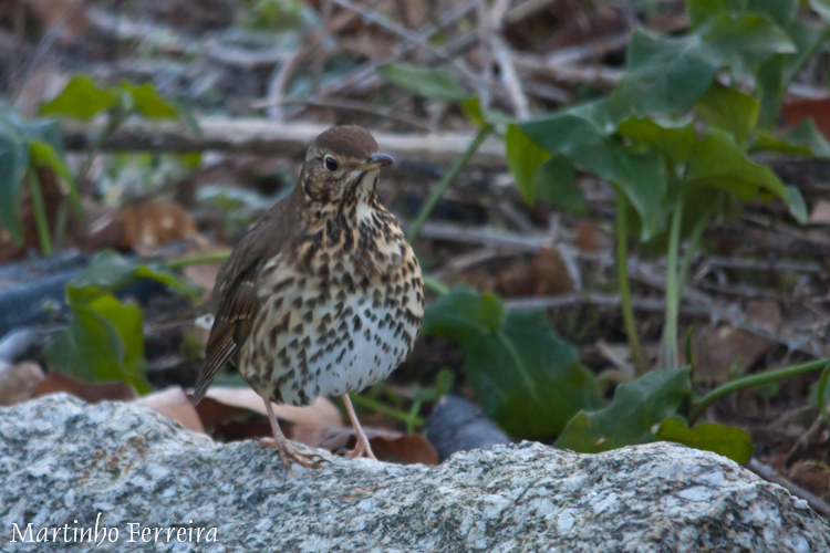 O Poleiro: Tordo-comum