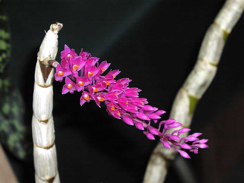 Grow and care Dendrobium secundum orchid - Toothbrush orchid | Travaldo ...