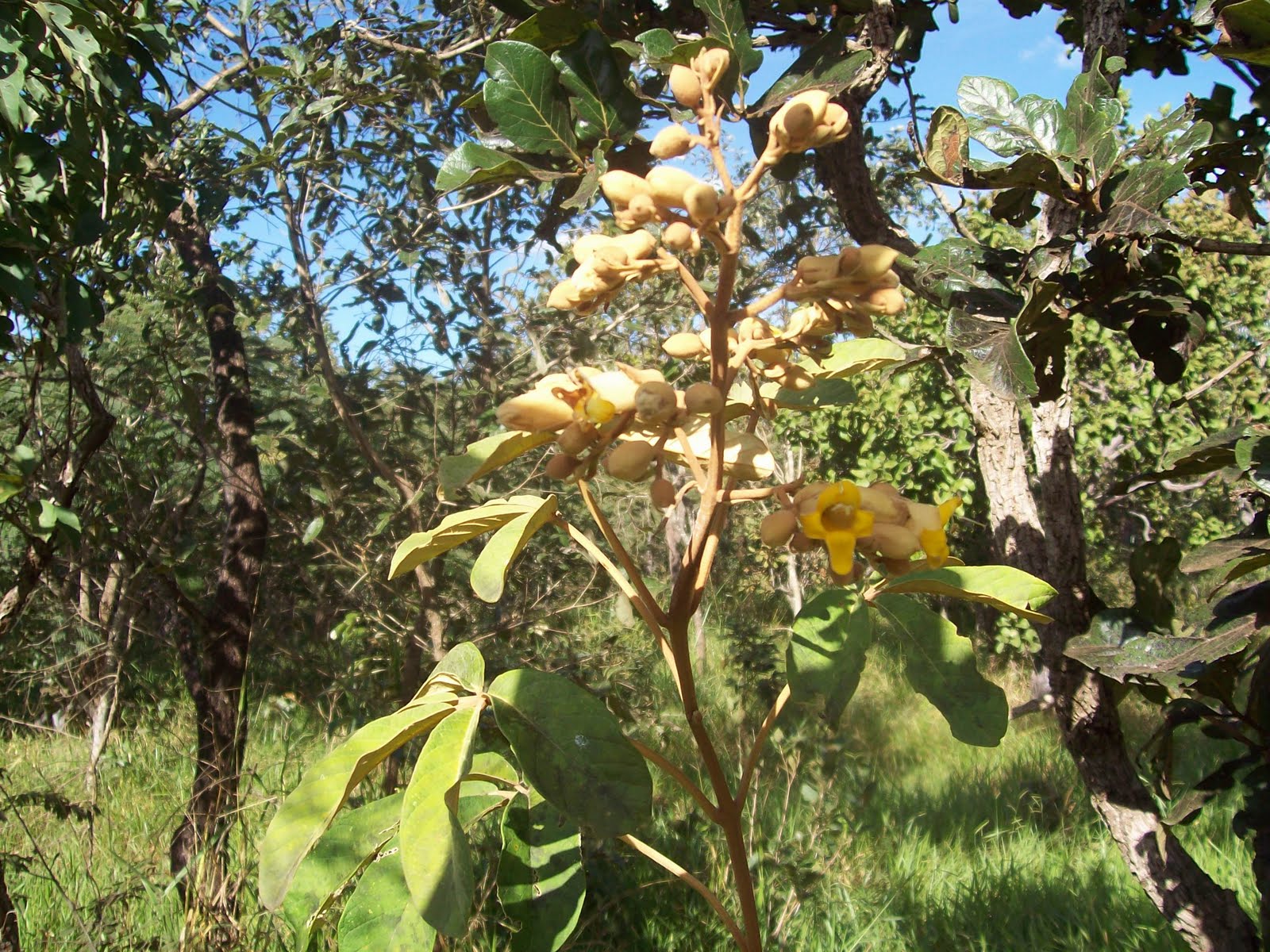 ZOOFLORA CERRADO: Flora de um fragmento de Cerrado na Universidade de ...
