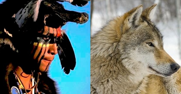 White Wolf : Native American Tribes Stand Up For Wolves