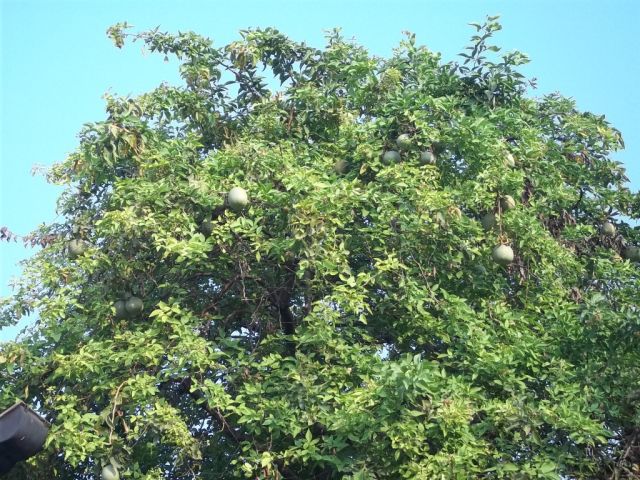 Prakruti -Mother Nature: The Bilwa Tree at Shree Gangadeeshwar Temple ...
