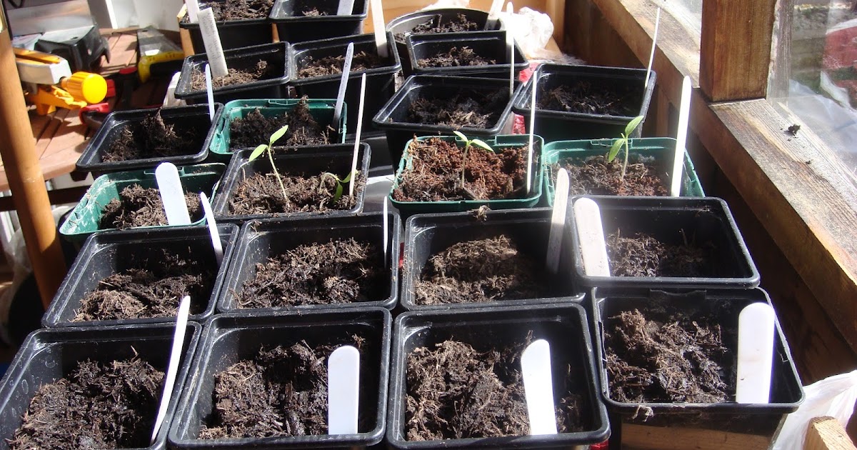 Veg patch from scratch: Seeds planted