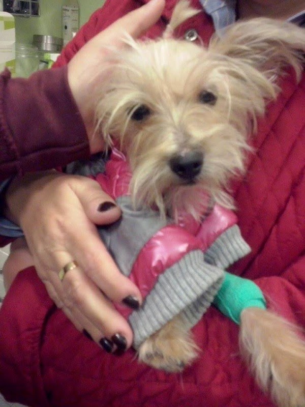 NOBLE GALGO: ACTUALIZACIÓN*****Candy solo huesos y pellejo (Sevilla)