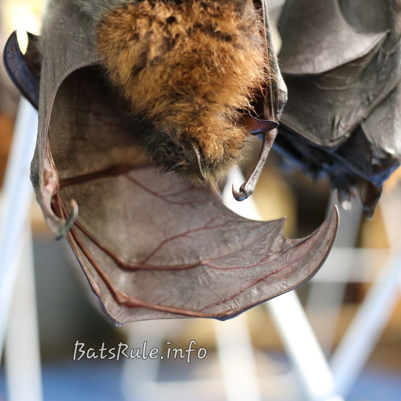 Megabat pics 2017 Flying Foxes Fruit bats