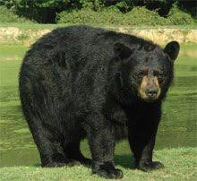 Mondial: Parcul National Jaques Cartier