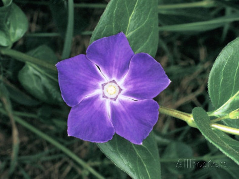 PERIWINKLE FLOWER photos - wallpapers (ανανεωμένο) | the fun bank
