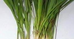 Manfaat dan Khasiat Tanaman Bawang Sabrang - Tips Kesehatan