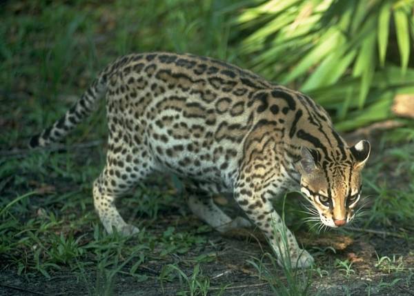 Argentina nativa: Ocelote (Leopardus pardalis)
