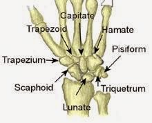 Anatomy and function of the Upper Limb - Part 1: the wrist and elbow ...
