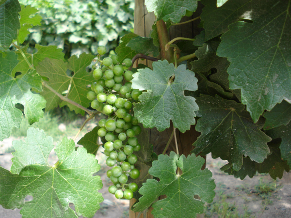 SÊ TU UMA BÊNÇÃO SEMPRE: A Videira e os Ramos.