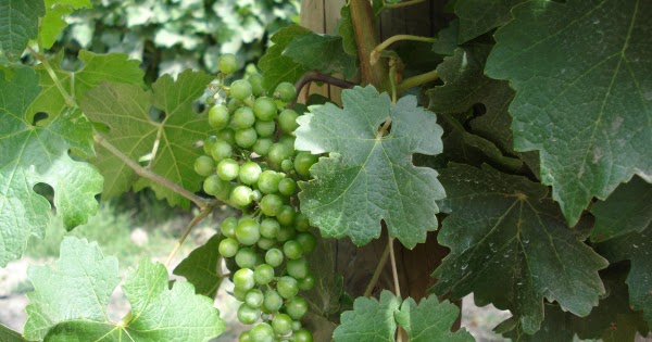 SÊ TU UMA BÊNÇÃO SEMPRE: A Videira e os Ramos.