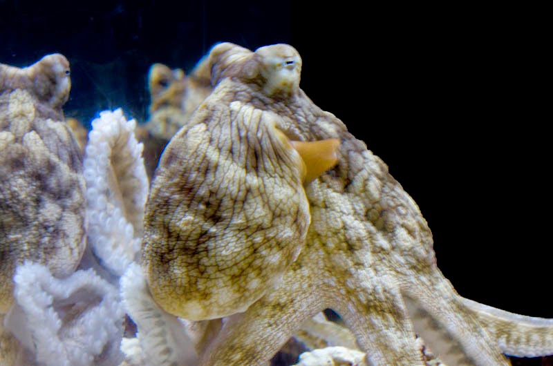 The Wayward Hawaiian: April 2014