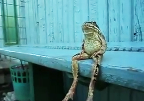 Baú do Luizinho: Sapo senta igualzinho a um homem e faz sucesso na internet