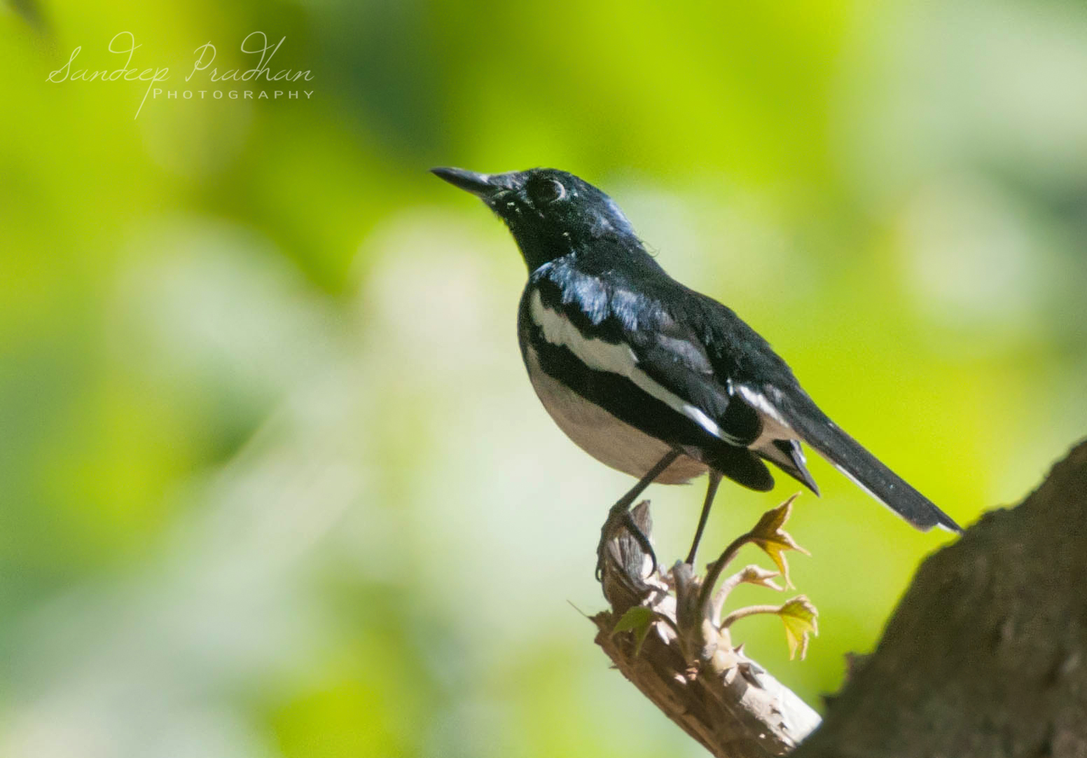 SHARING OPINION: BIRDS OF ARITAR & SIKKIM