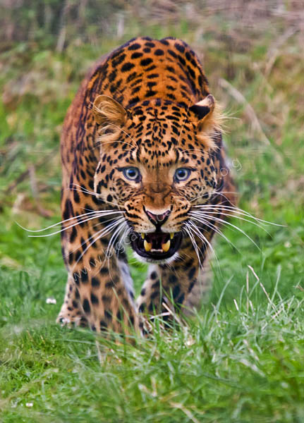 North China leopard | The Life of Animals