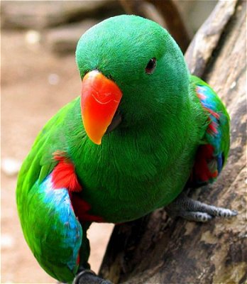 Bird Breeds Pictures Information