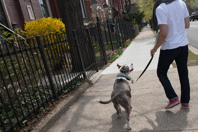 Two Pitties in the City: City Dog: How Dog Walking is Like Dating