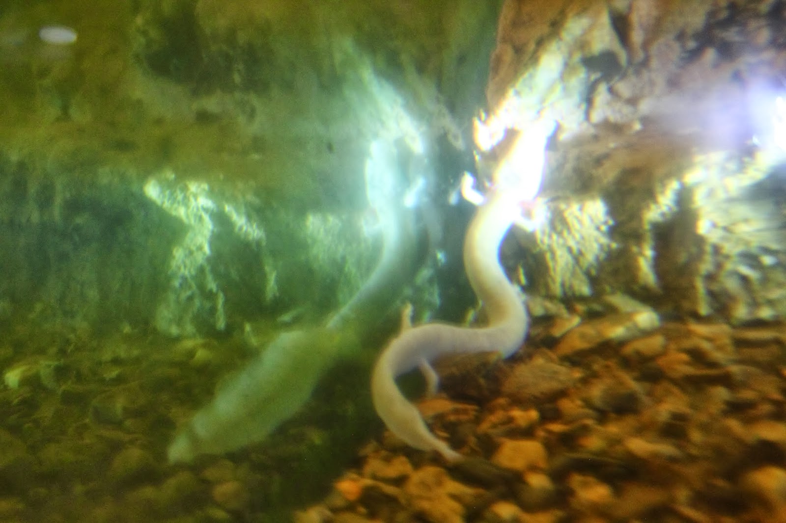 1000 Amazing Places: #765 Postojna Cave, Slovenia