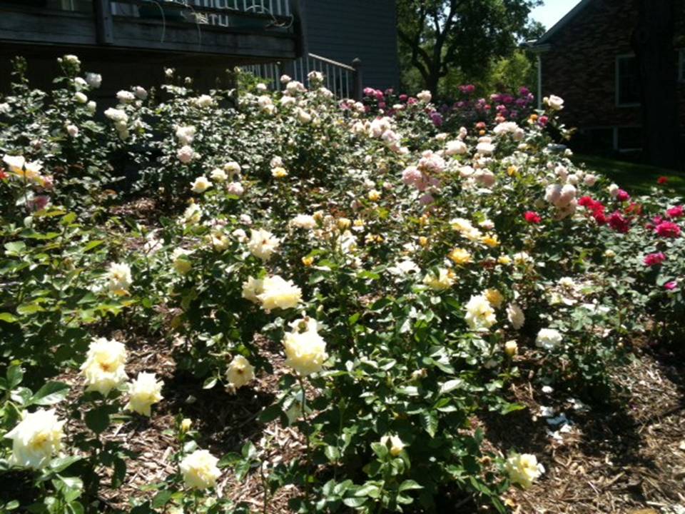 The Minnesota Rose Gardener: Propagating Roses by Air Layering- North ...