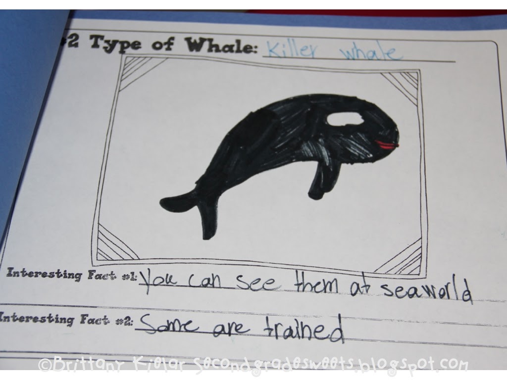 Sweet Seconds: Frames, Oceans, and Vertebrates