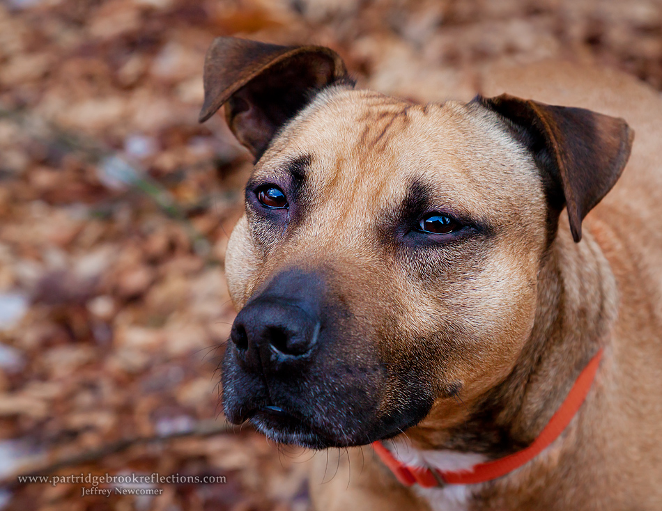 Getting it Right in the Digital Camera : Gone to the Vermont Dogs.