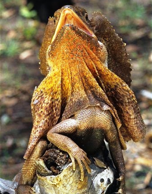 ΚΡΟΣΣΩΤΗ ΣΑΥΡΑ (FRILLED LIZARD) photos - wallpapers (ανανεωμένο) | the ...