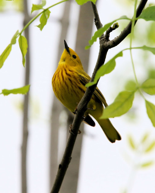 Birds from Behind : 11 June 2017