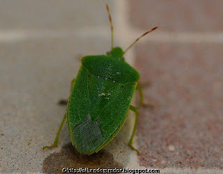 olhandemredor: Inseto verde das plantas