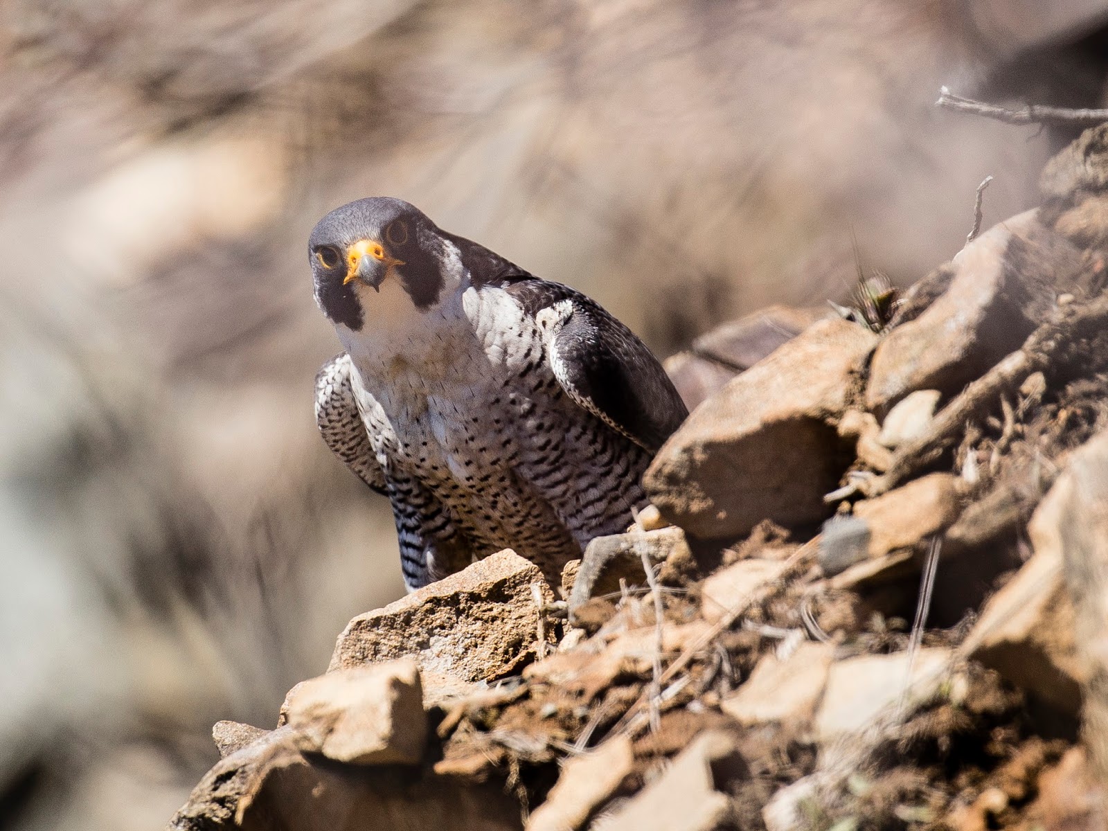 New England Forests: Mt Tom's Peregrine Falcons: 2016 Season