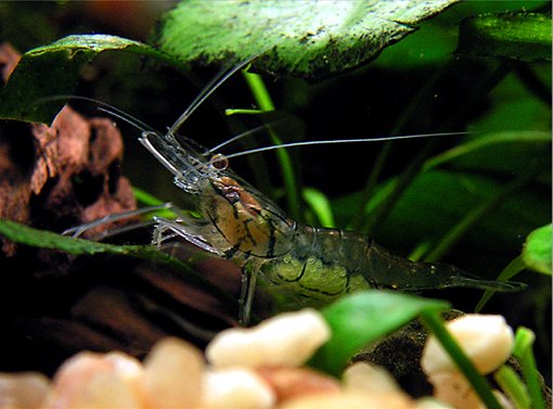 Invertebrados: Palaemonetes argentinus / Camarón Fantasma