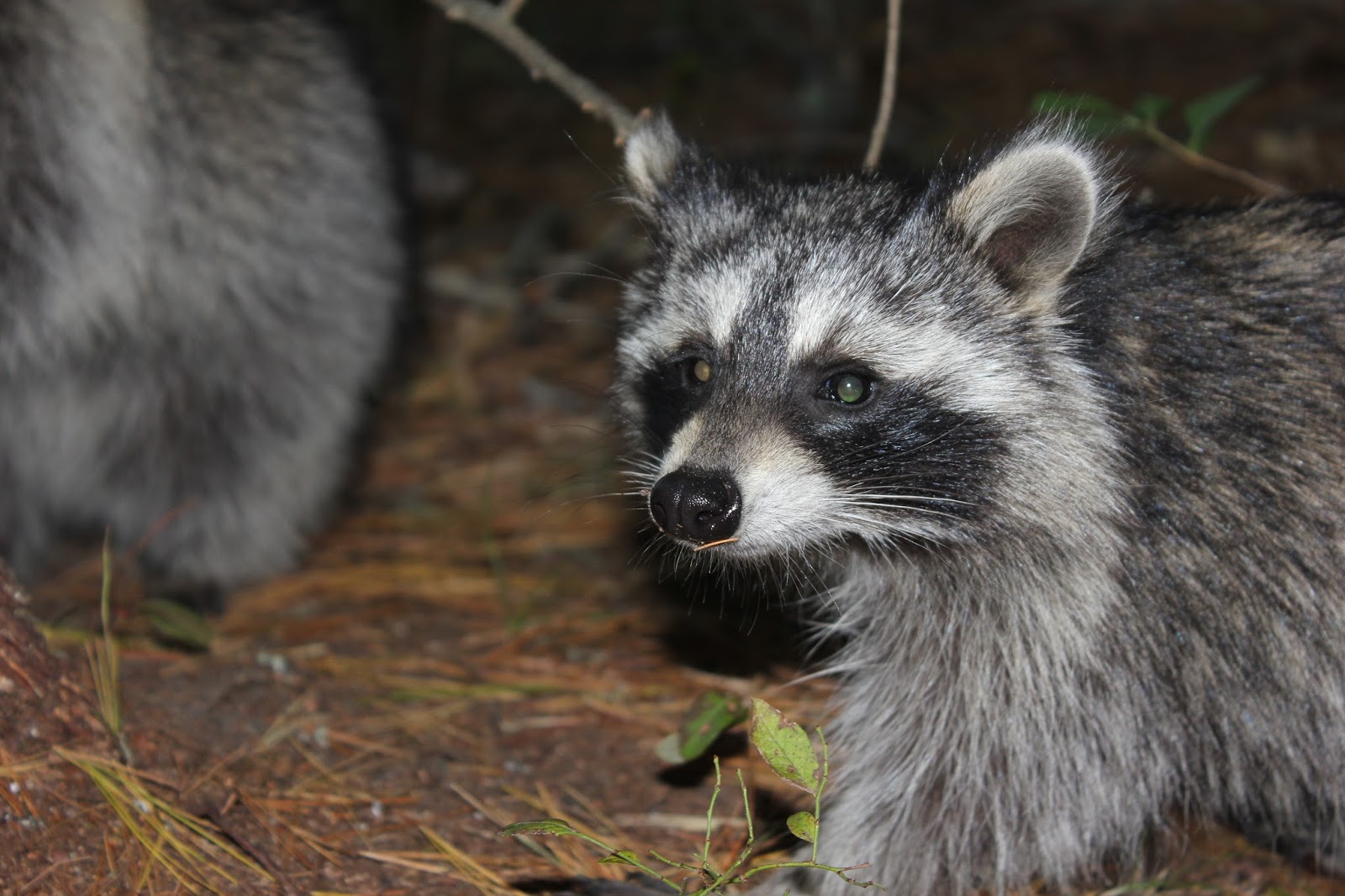 The Laughing Raccoon