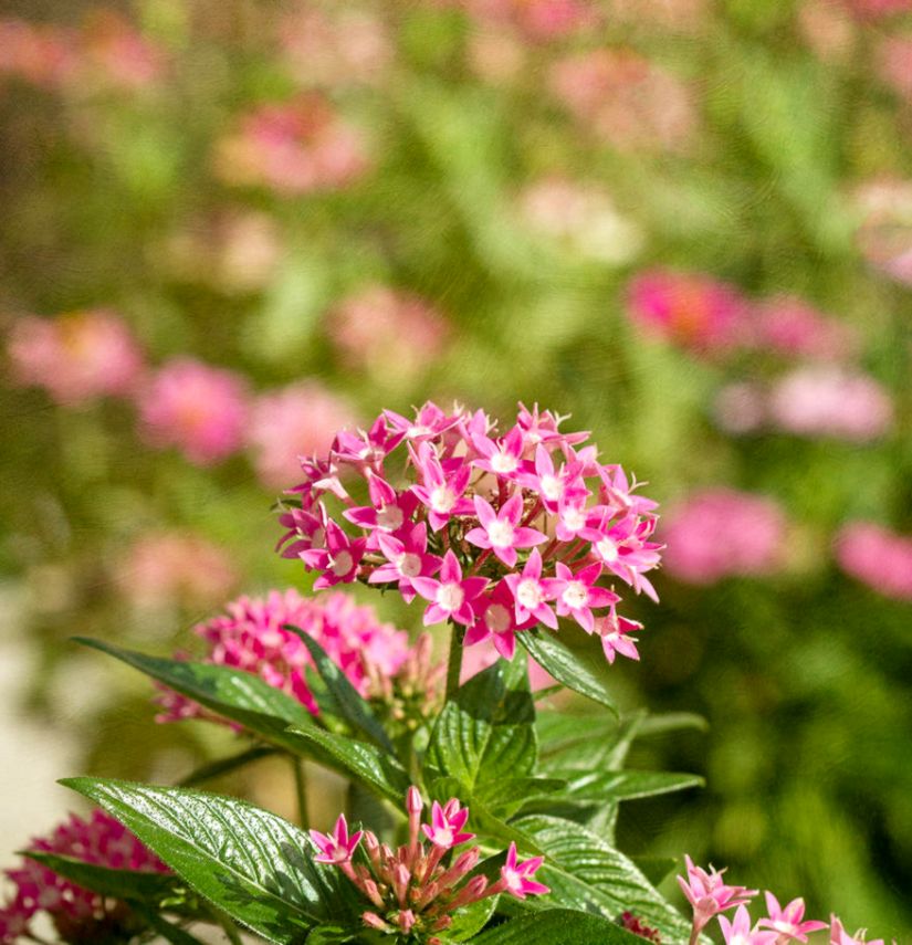 Cluster Of Pink Flowers | Wallpapers Galery
