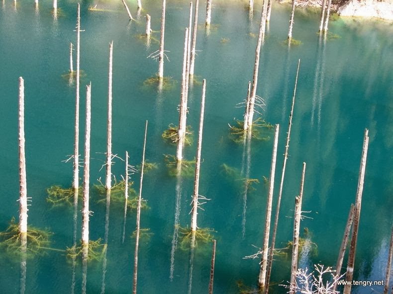 Mundo Curioso : A FLORESTA SUBMERSA DO LAGO KAINDY - CAZAQUISTÃO