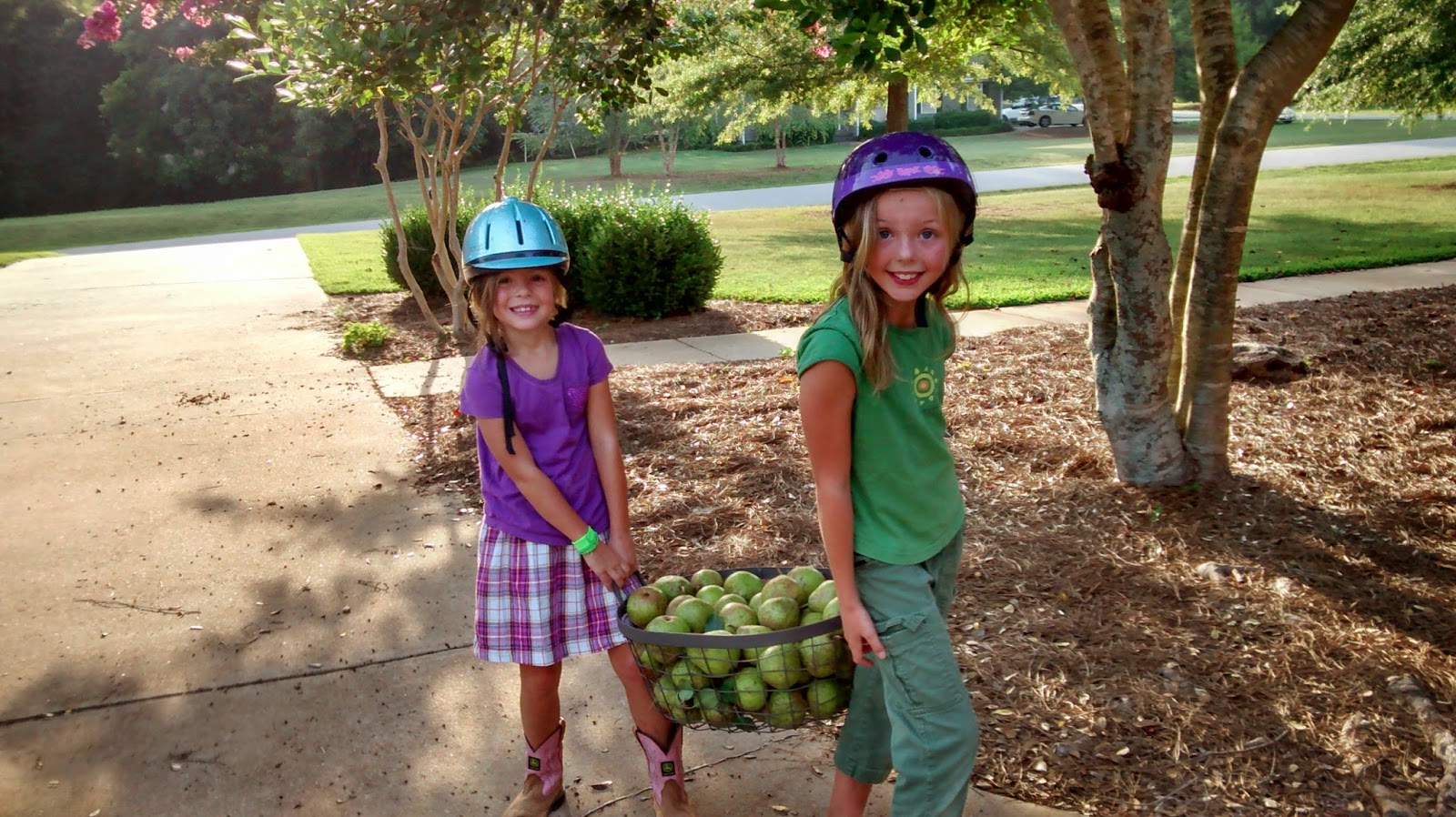TARA DILLARD: Gathering Pears: Safety